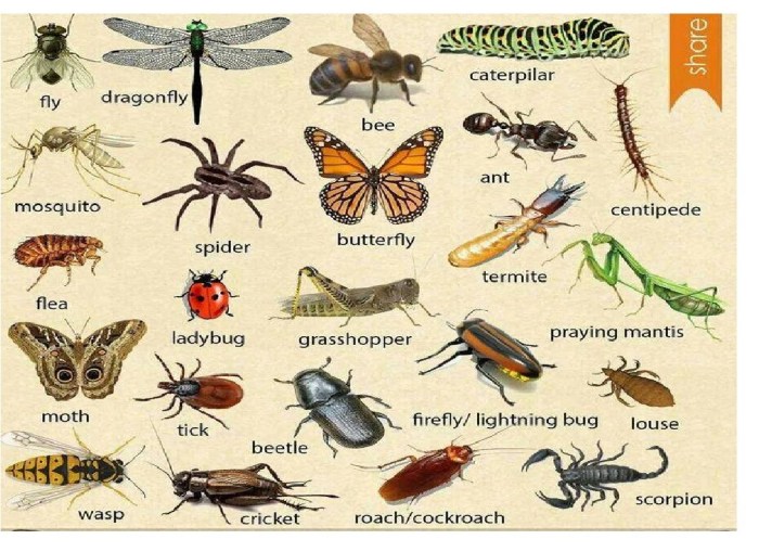 Topic: Insects | Cambly Content